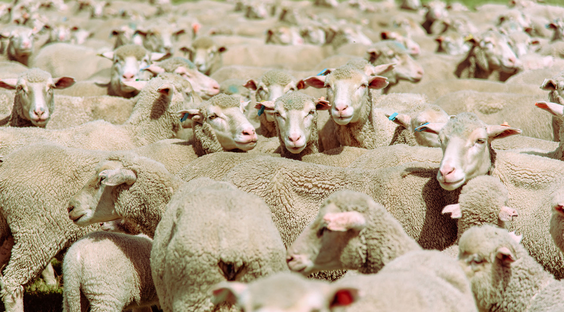 Soc. Criadores Merino Dohne – Merino Dohne