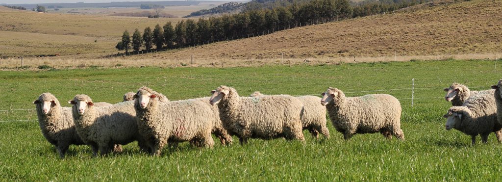 LA RAZA – Soc. Criadores Merino Dohne